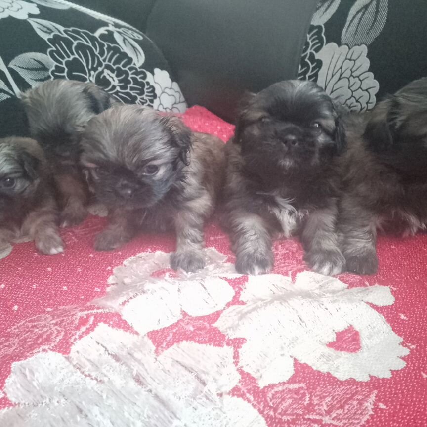 Продам щенков пекинеса