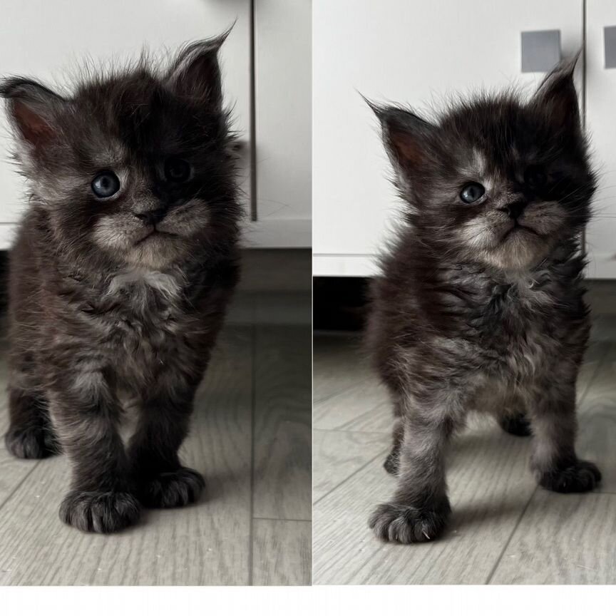 Мейн-кун мальчишки черный дым