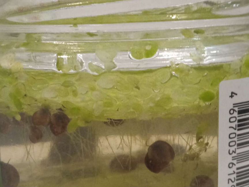 Аквариумные растения, улитки катушки