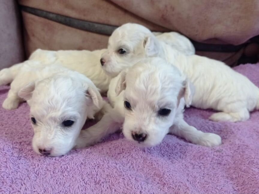 Щенки Бишон Фризе мини (3-4 кг взрослая собака)