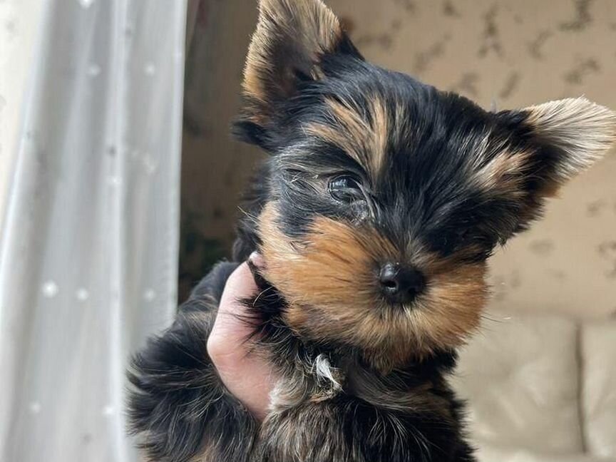 Йоркширский терьер