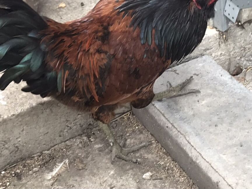 Петух амераукан