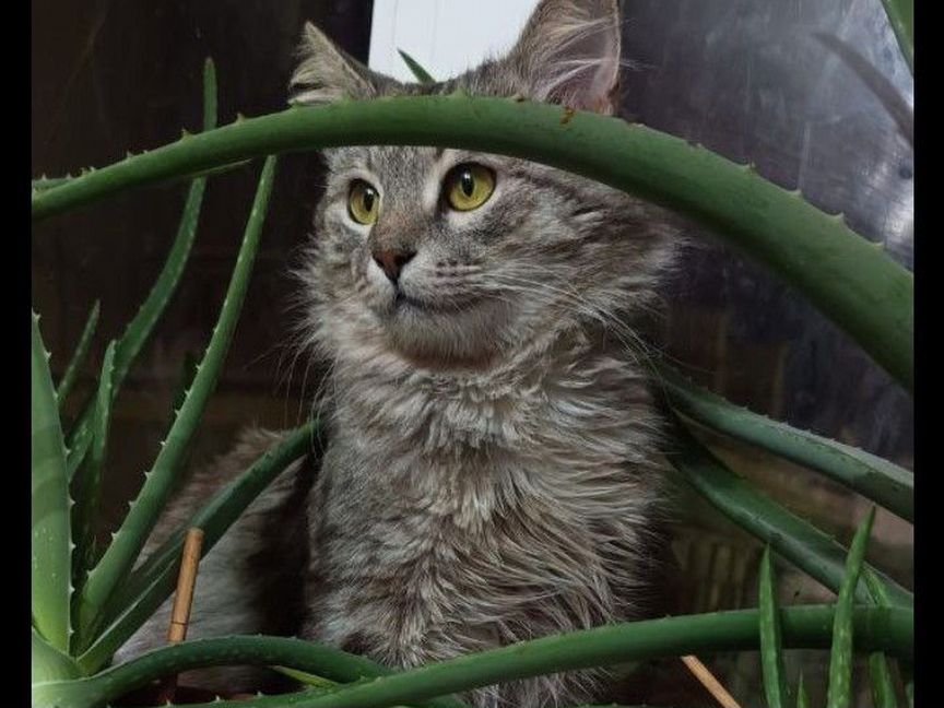 Котик Вася ищет дом или передержку
