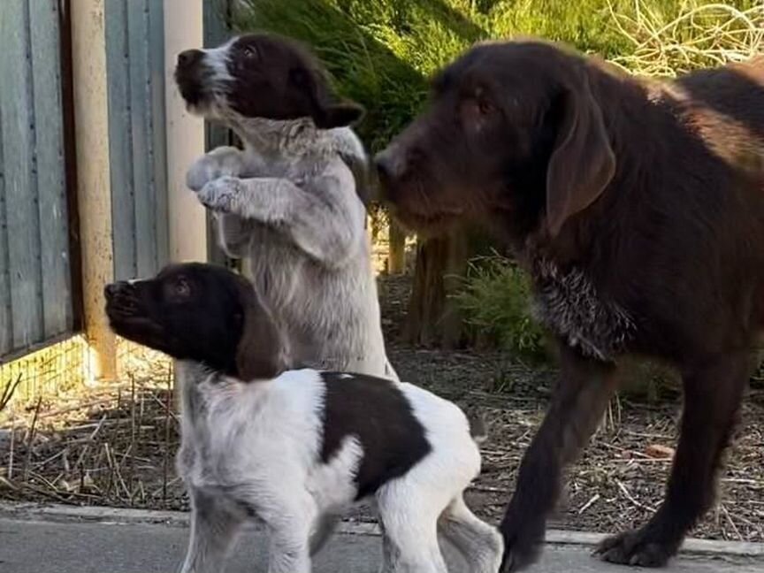 Щенки дратхаара