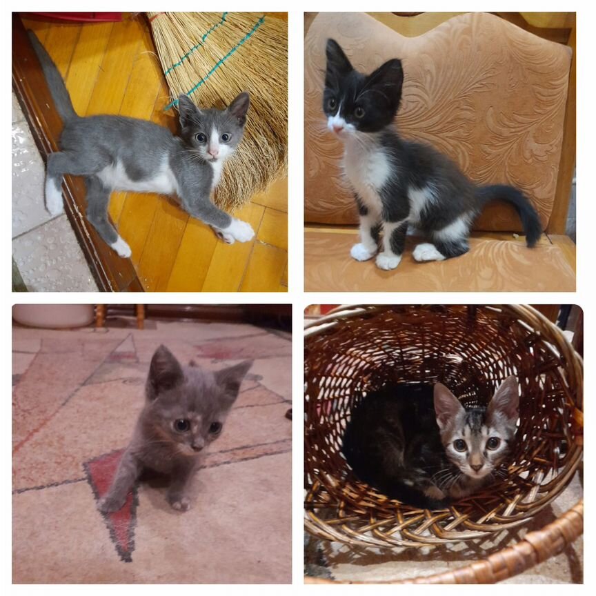 Котята в добрые руки