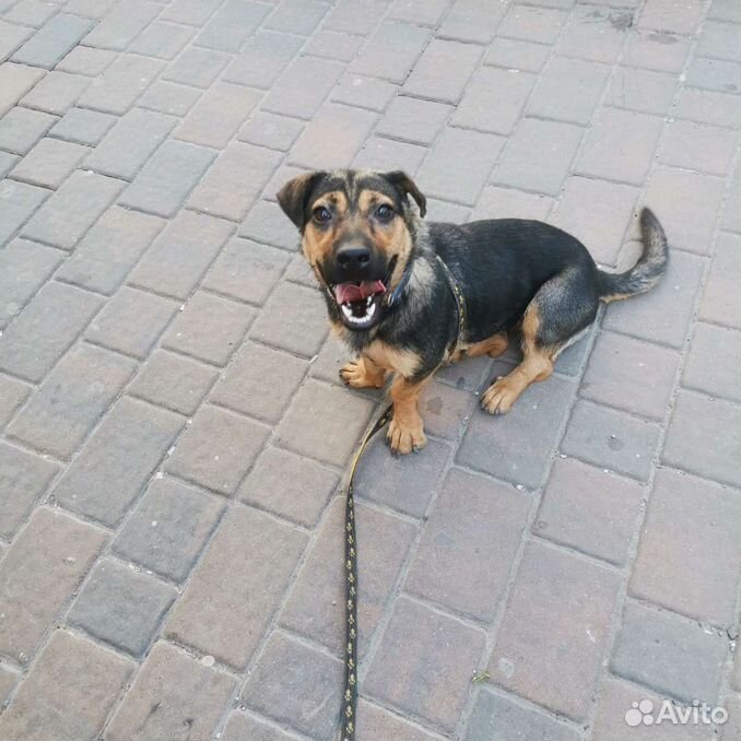 Боняше нужен дом