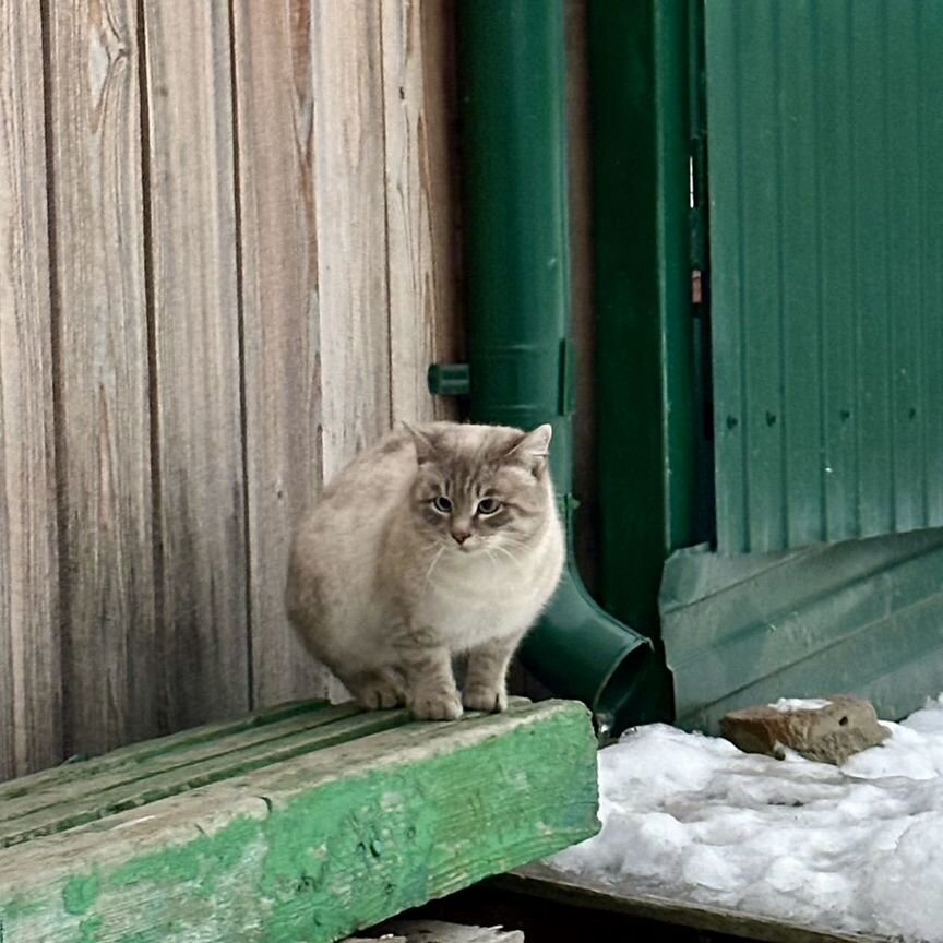 Котенок выживает на улице