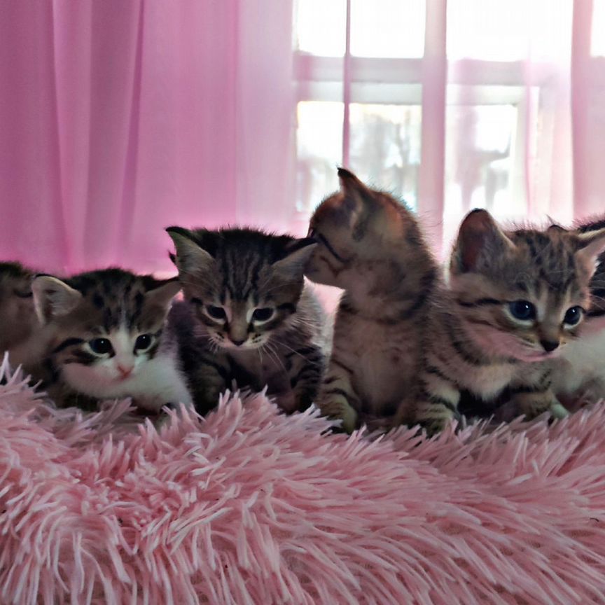 Полосатое царство пушистиков