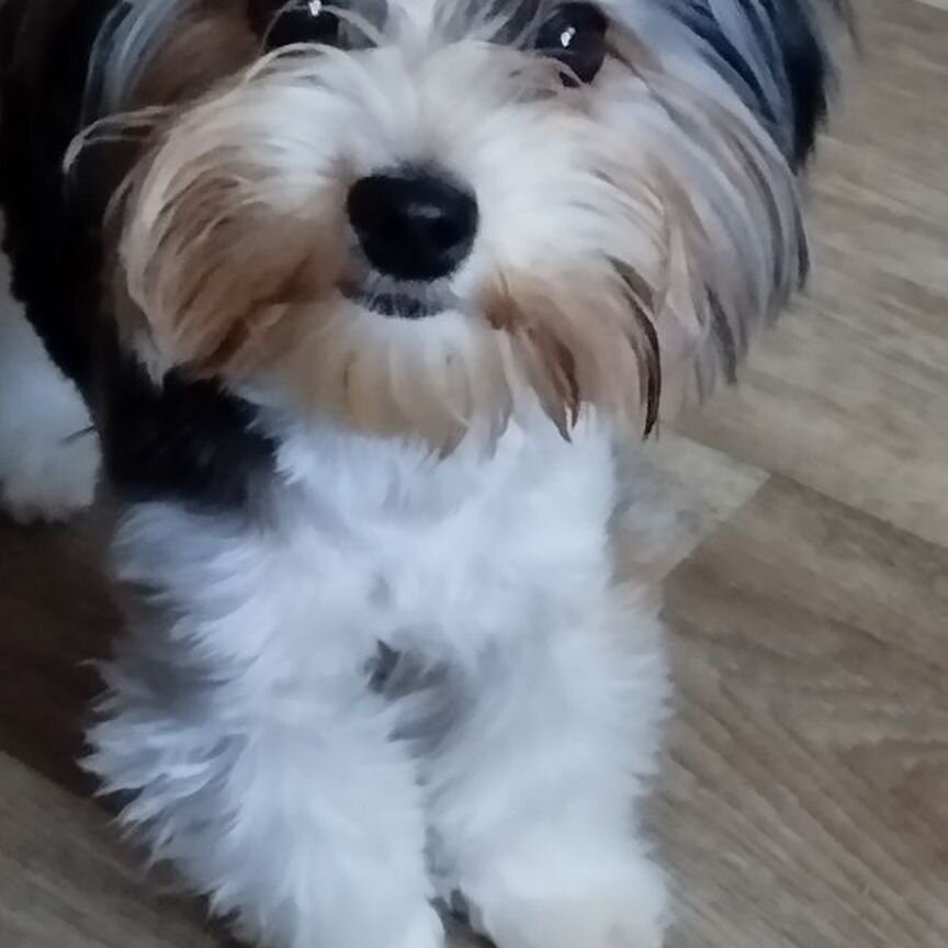 Яркий щенок бивер