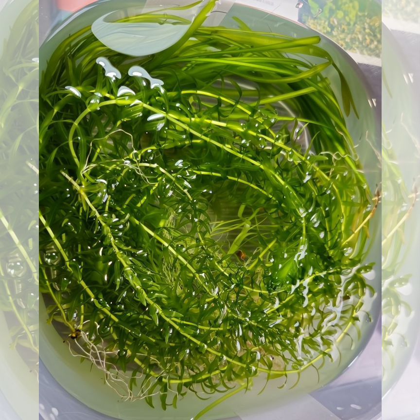 Аквариумные растения прополка