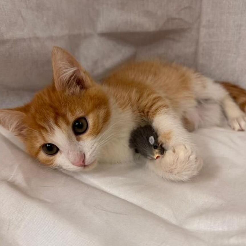 Котенок в добрые руки