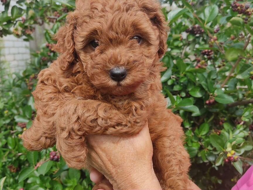 Карликовый пудель