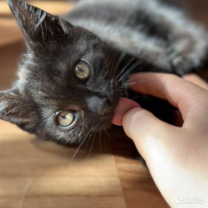 Котик Леон ищет дом