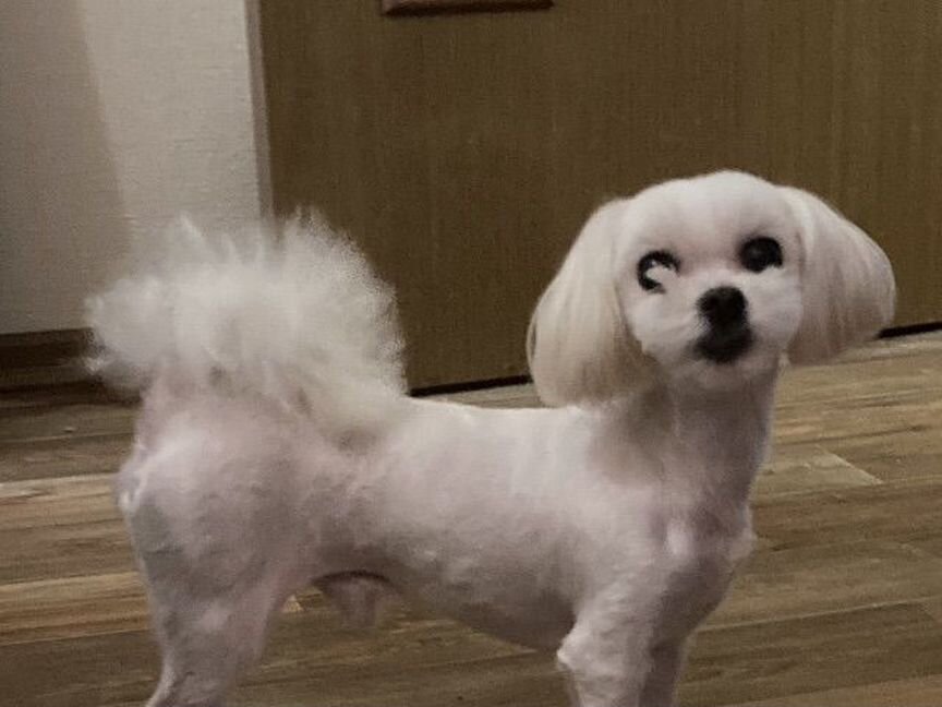 Собака мальтезе подарок ребёнку