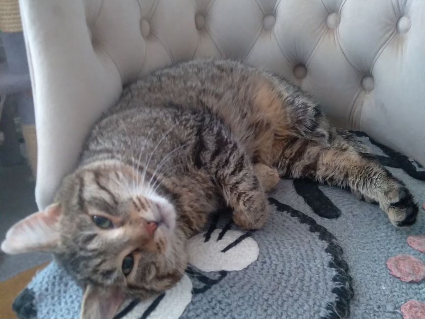 Кот примерно 5 лет