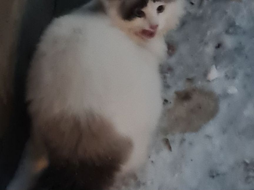 Кот с бровями