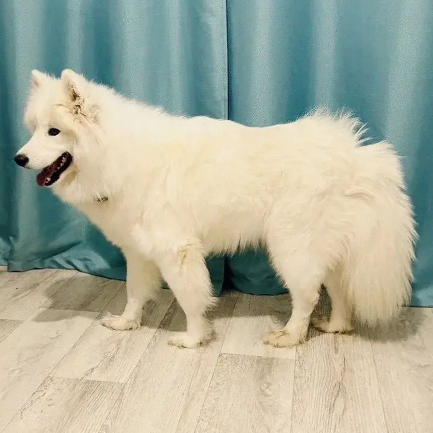 Самоедская собака, щенок