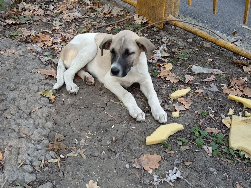 Собаки бесплатно в добрые руки