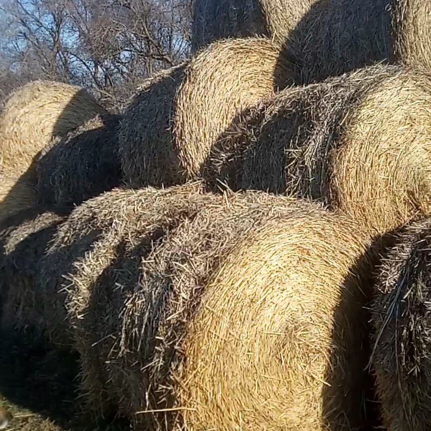 Солома в рулонах