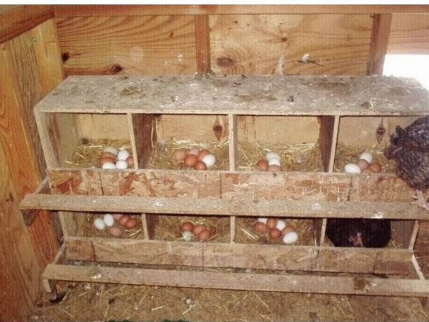 Гнезда для кур