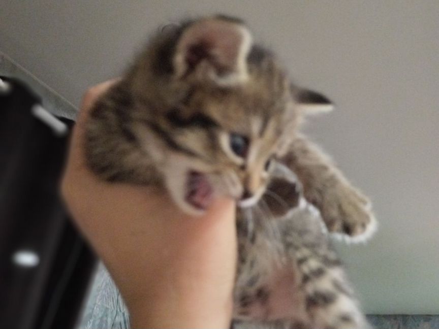 Британская вислоухая кошка