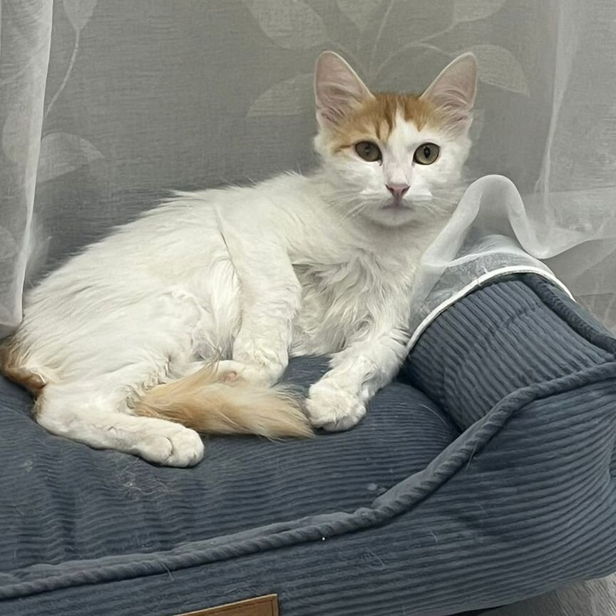 Котенок милый привитый парень