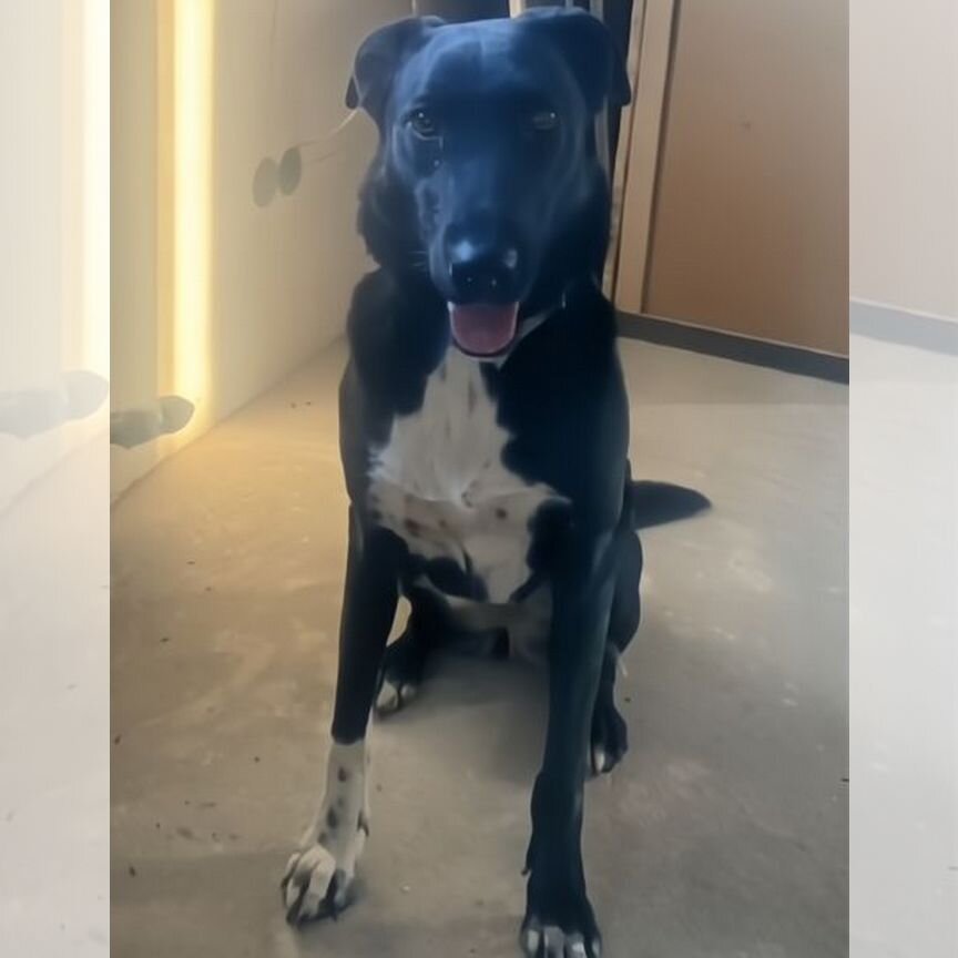 Взрослая собака в добрые руки