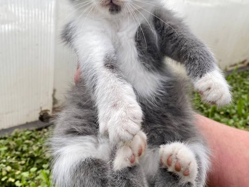 Котенок бесплатно