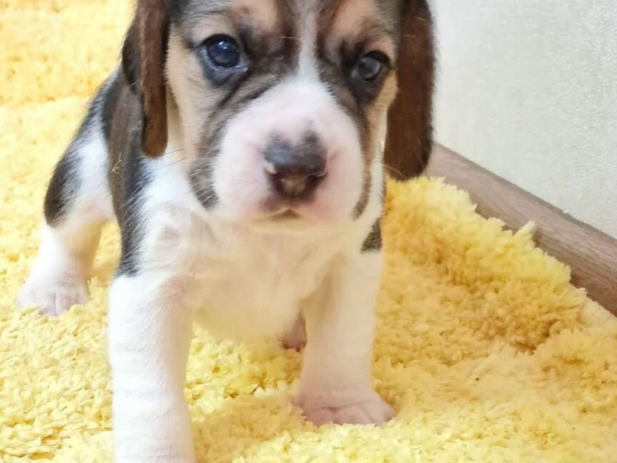 Щенок мальчик бигль