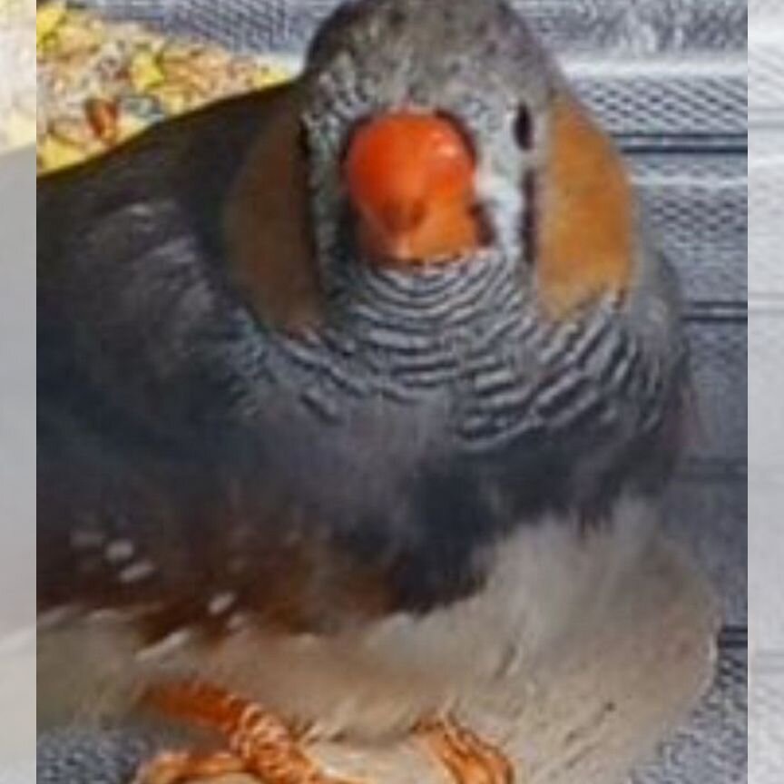 Зебровый амадин