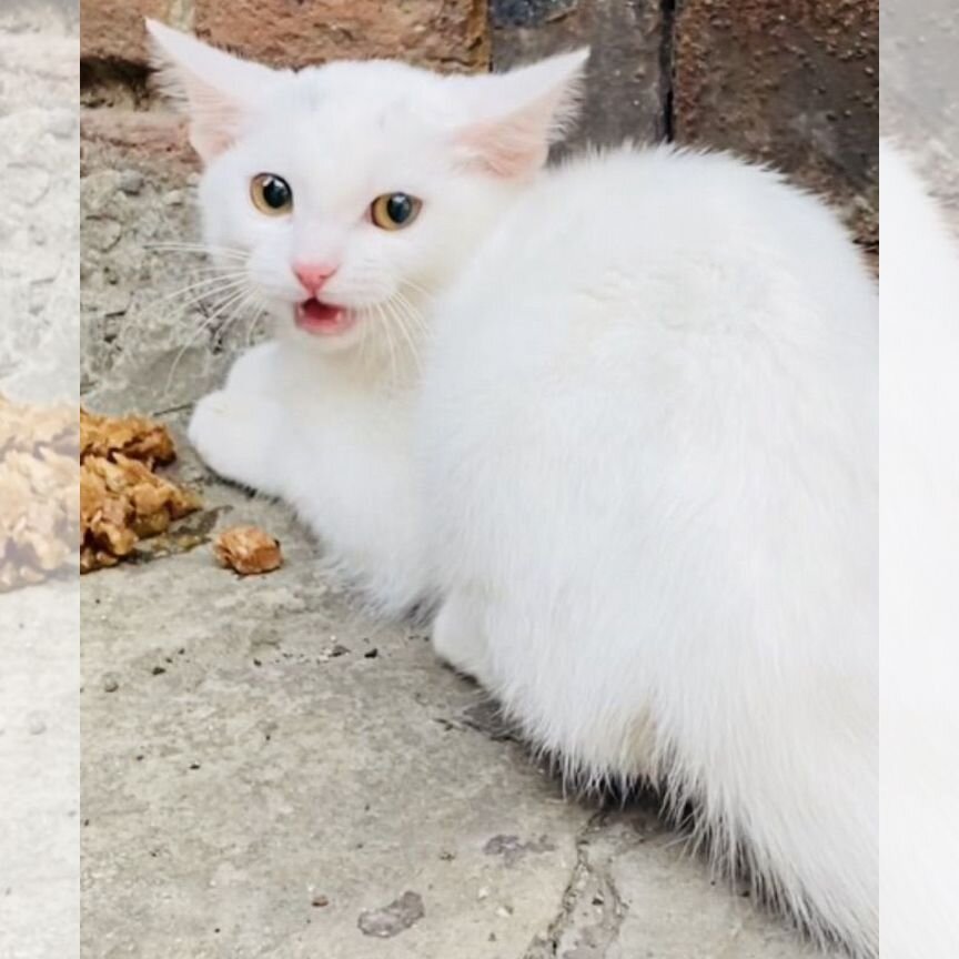 Белые котята нужнаются в ответсвенной семье