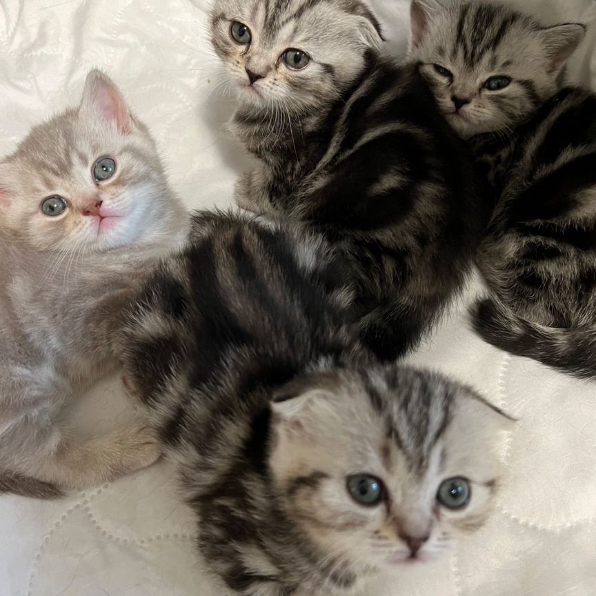 Шотландские котята