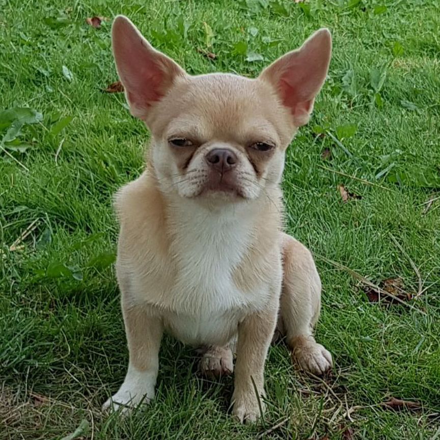 Чихуахуа, взрослый пёс