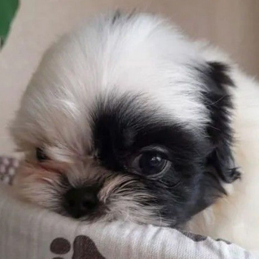 Ши-тцу, взрослая собака