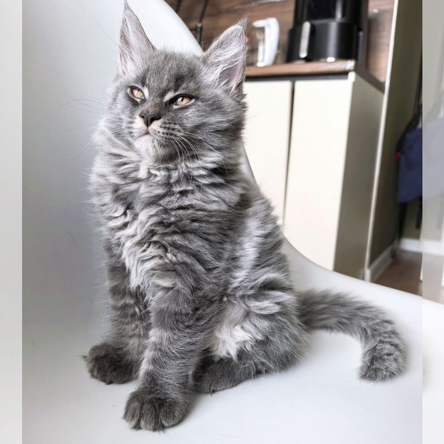 Мейн-кун котёнок