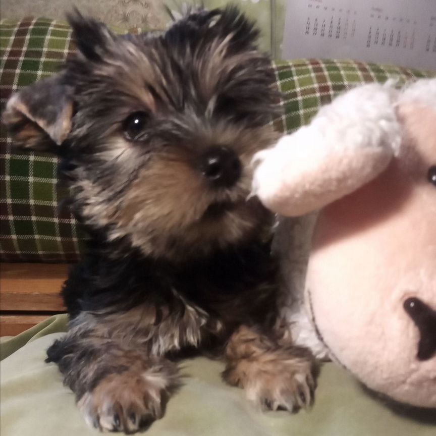 Йоркширский терьер, щенок