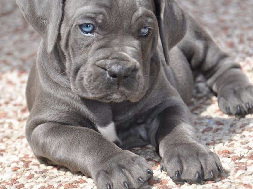 Щенки Кане Корсо Ставрополь