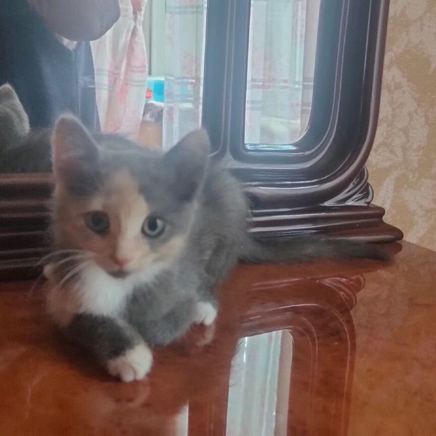Котенка в добрые руки даром девочка