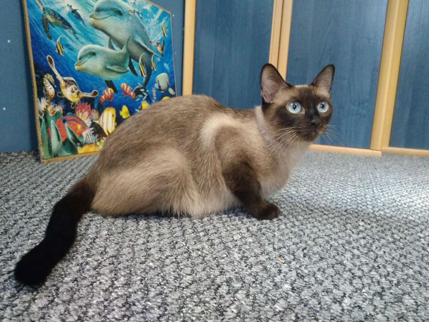 Сиамские чистокровные котята