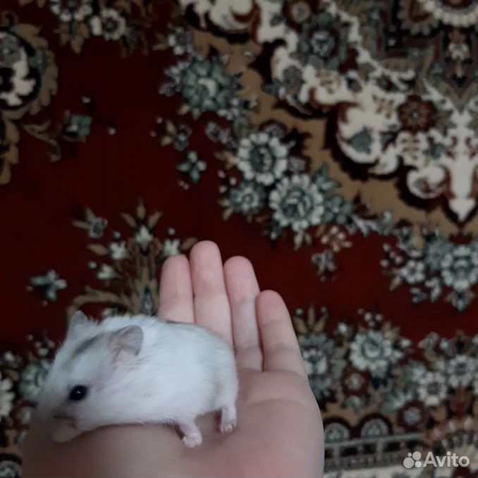 Хомяки джунгарики