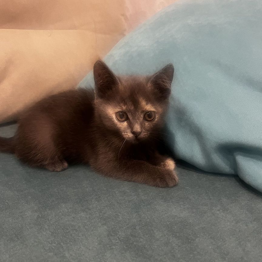 Британский короткошёрстный котёнок