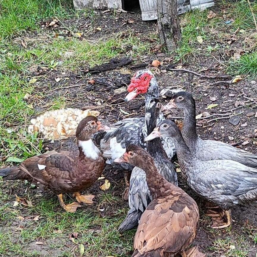 Мускусные утки