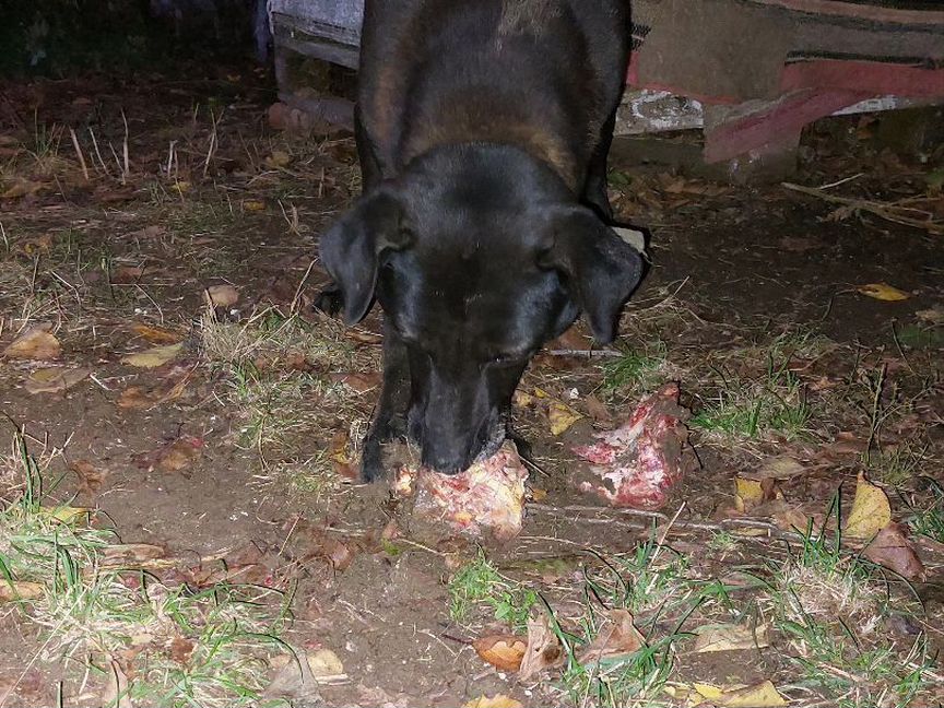 Собаки в добрые руки