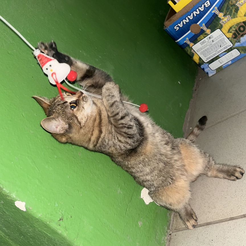 Бесподобная киска ищет семью