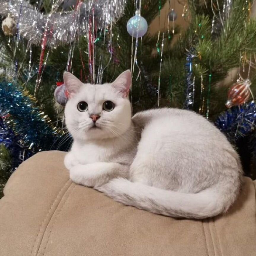 Кошечка Милка в добрые руки