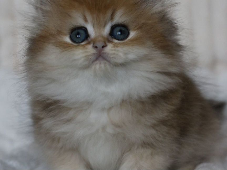 Британский мальчик золотая шиншилла