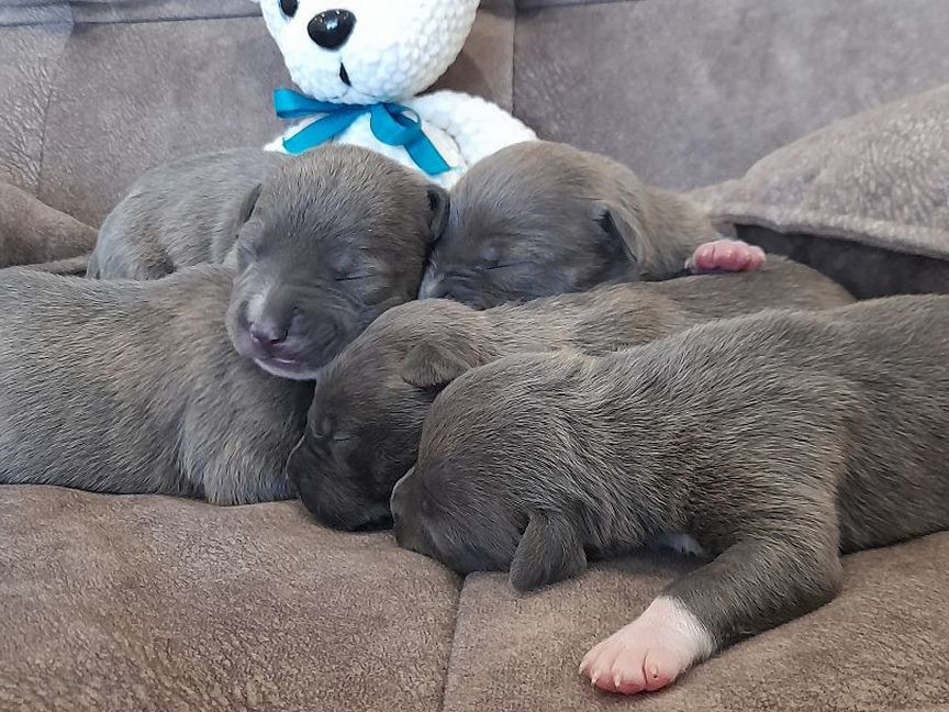 Щенки амстаффики