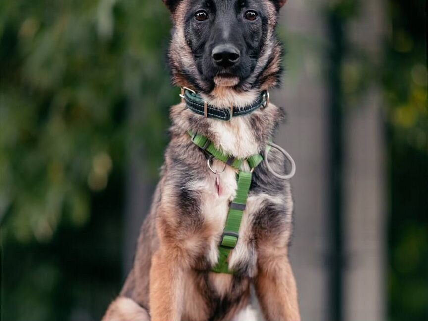 Малинуа метис Мэджик ищет дом