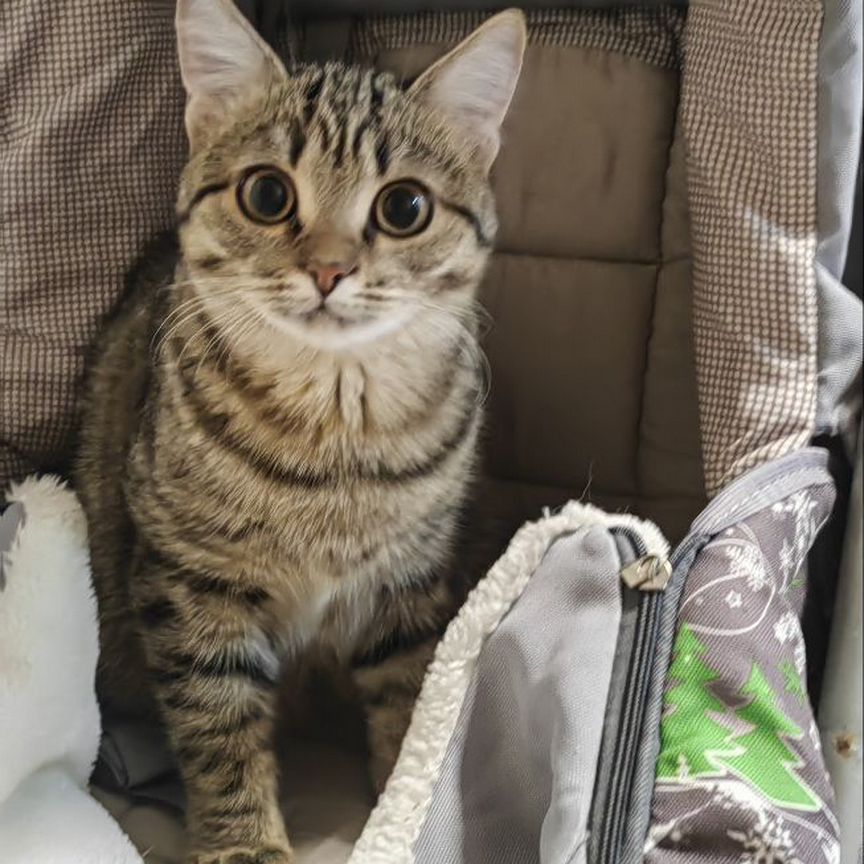 Подарю котейку