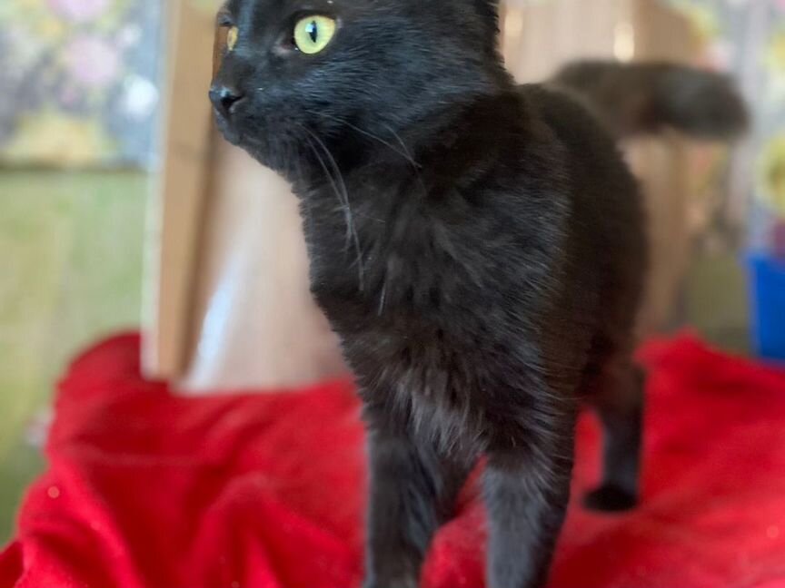 Котенок ласковый милаш